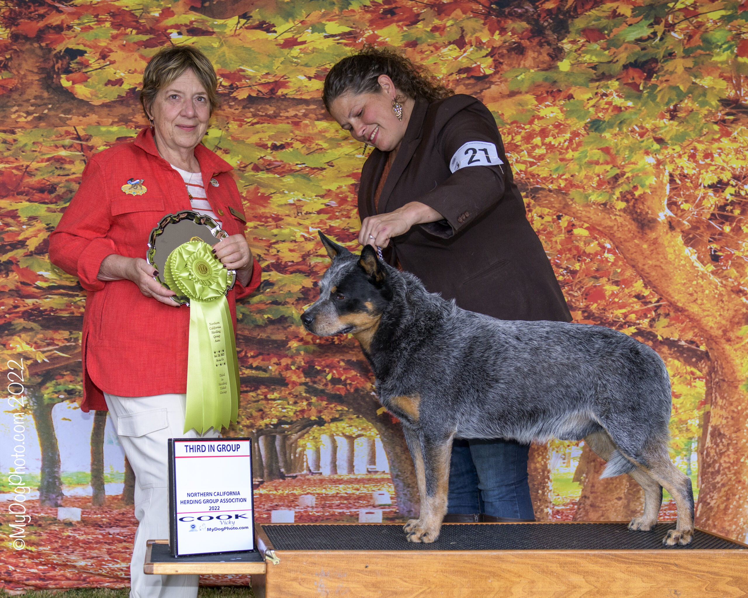 Breeder of quality health tested AKC registered Australian Cattle Dogs ...