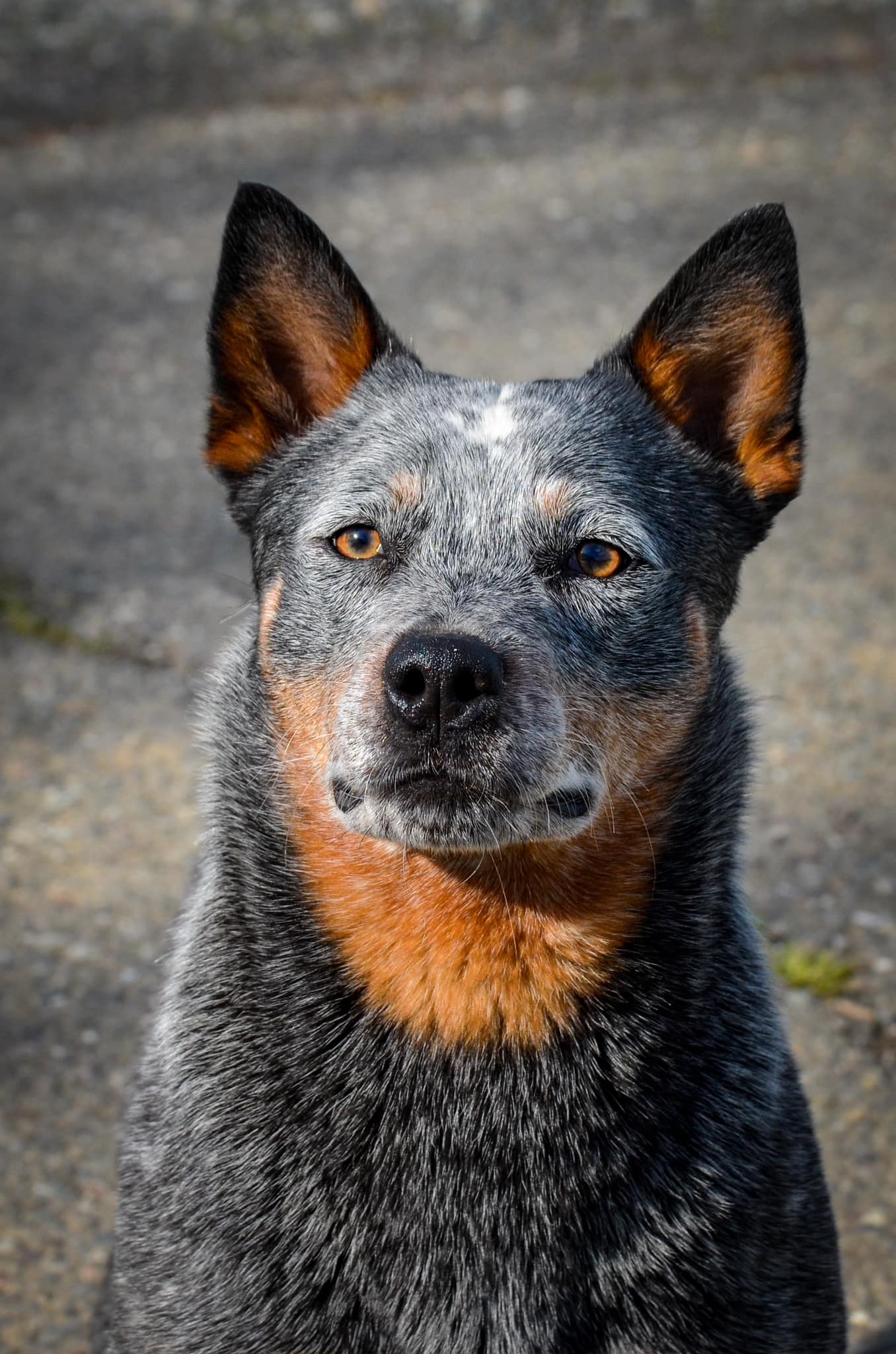Our Girls – Breeder of quality health tested AKC registered Australian ...