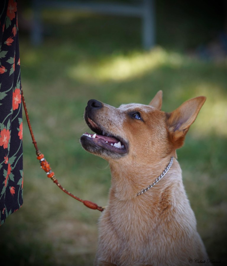 Our Girls – Breeder of quality health tested AKC registered Australian ...