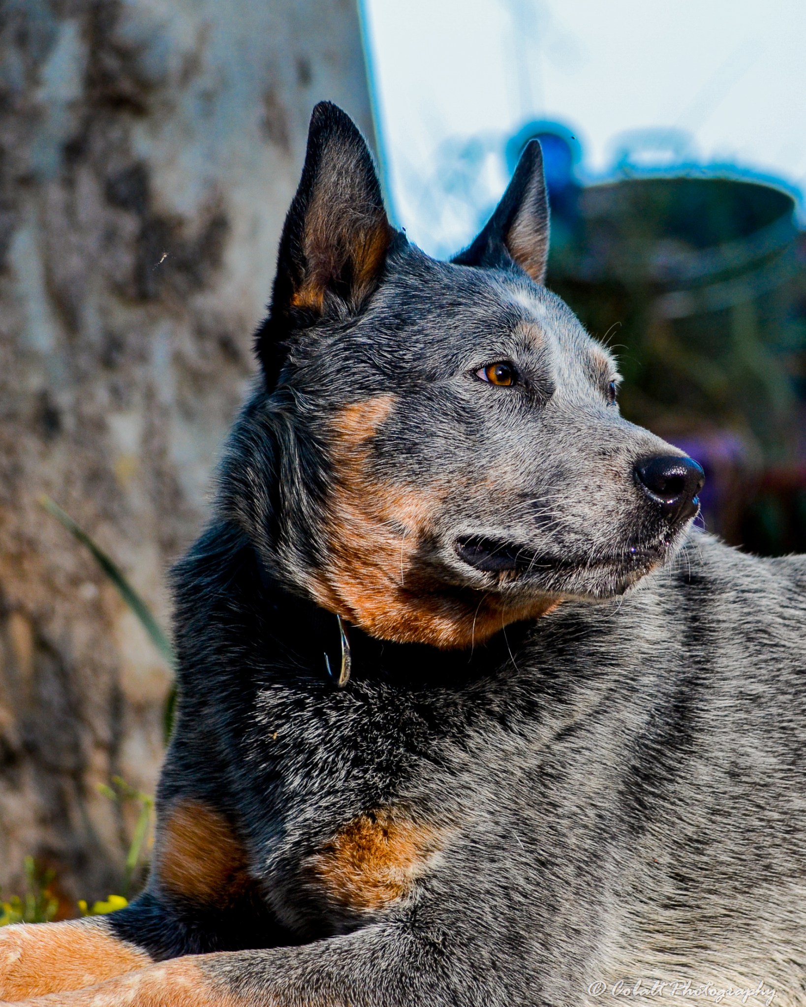 Our Boys – Breeder of quality health tested AKC registered Australian ...