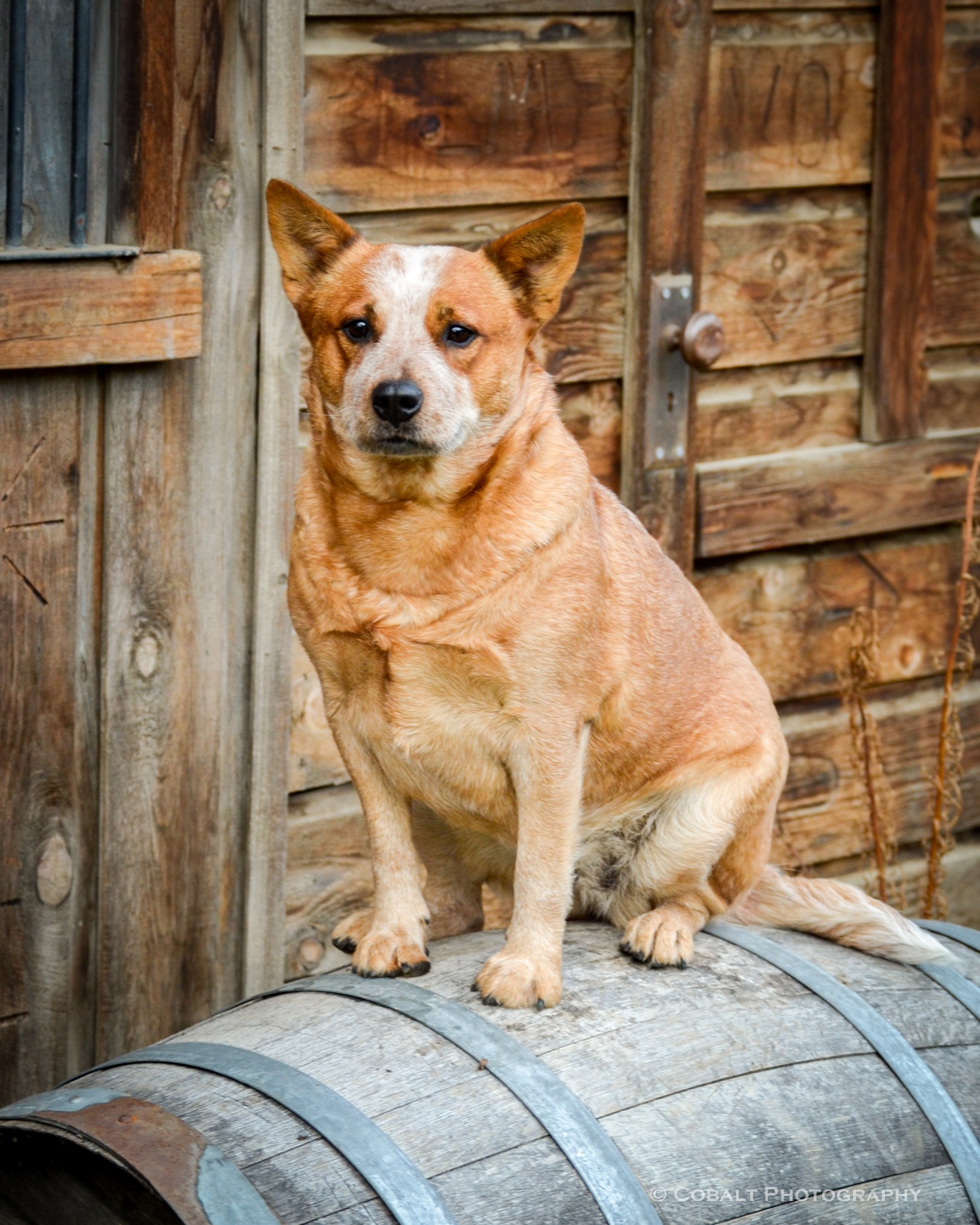 Our Girls – Breeder of quality health tested AKC registered Australian ...