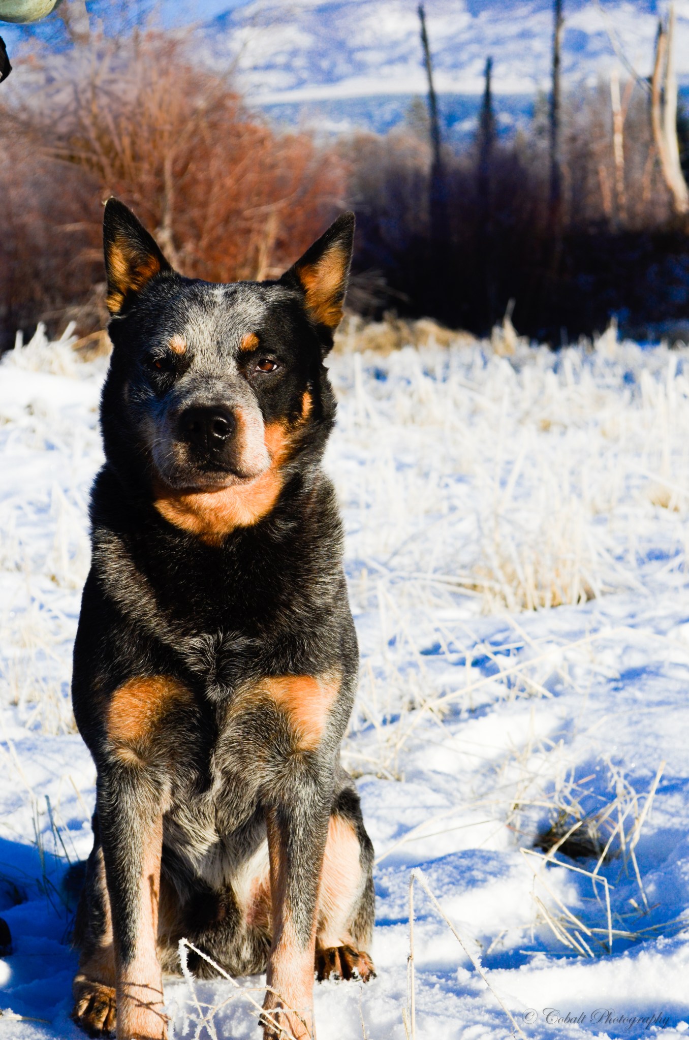 Our Boys – Breeder of quality health tested AKC registered Australian ...