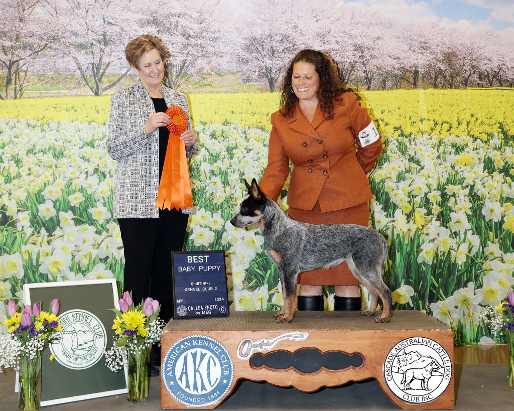 Our Girls – Breeder of quality health tested AKC registered Australian ...