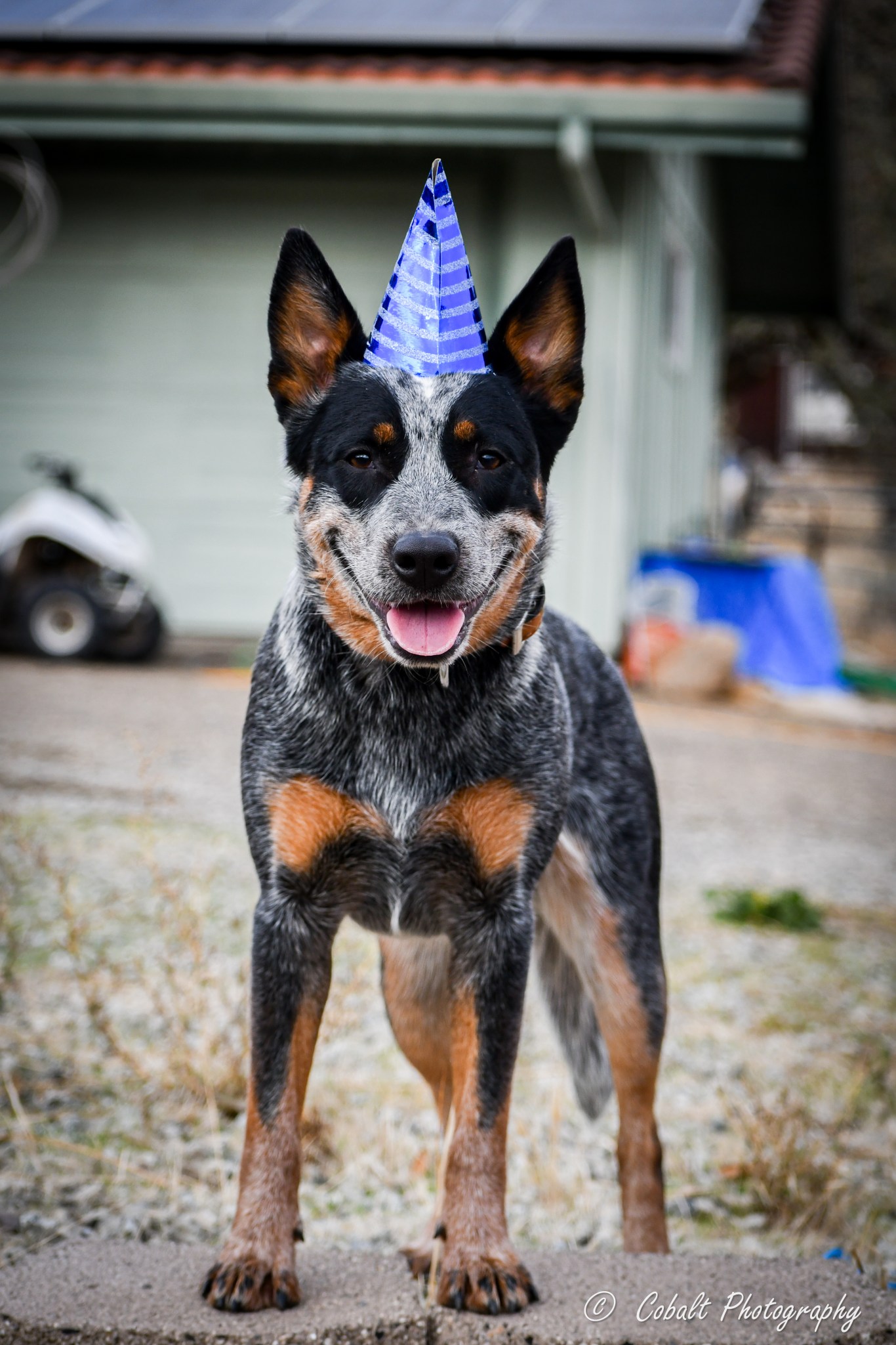 Our Girls – Breeder of quality health tested AKC registered Australian ...